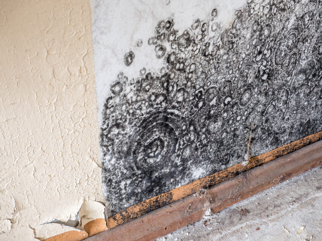 The mold is inside the wall so it can't hurt anybody ... or can it ...