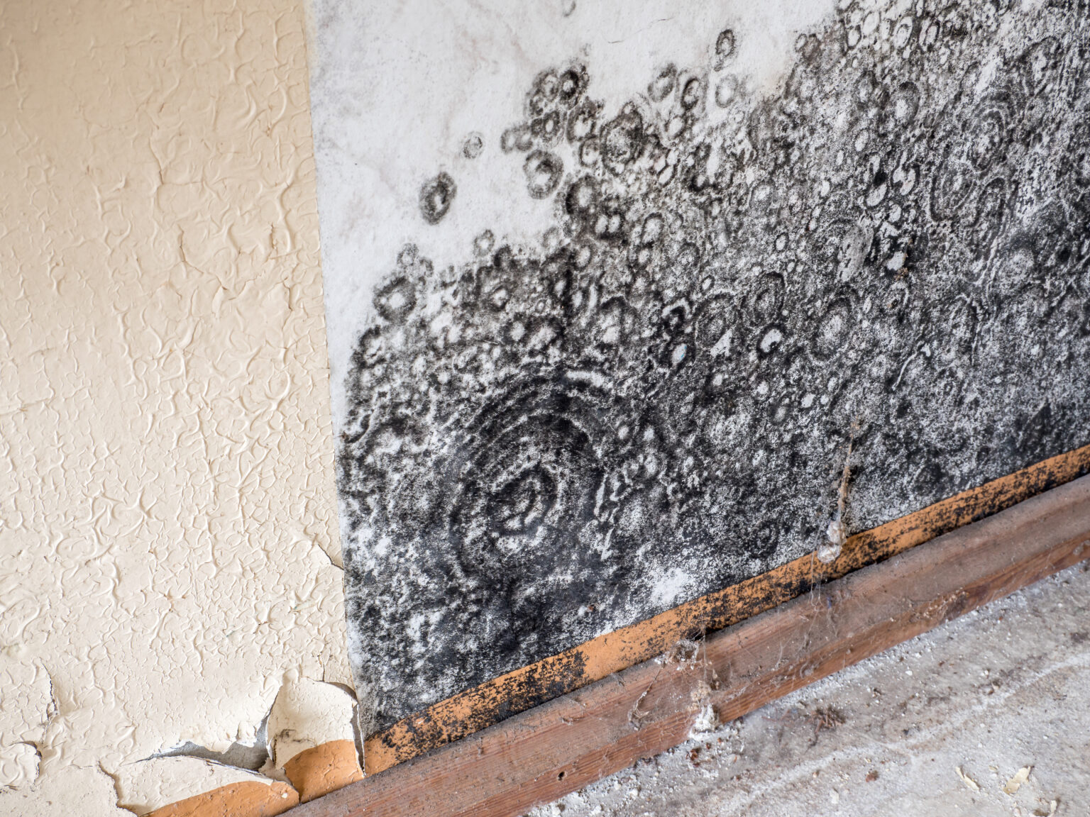 The mold is inside the wall so it can't hurt anybody ... or can it ...