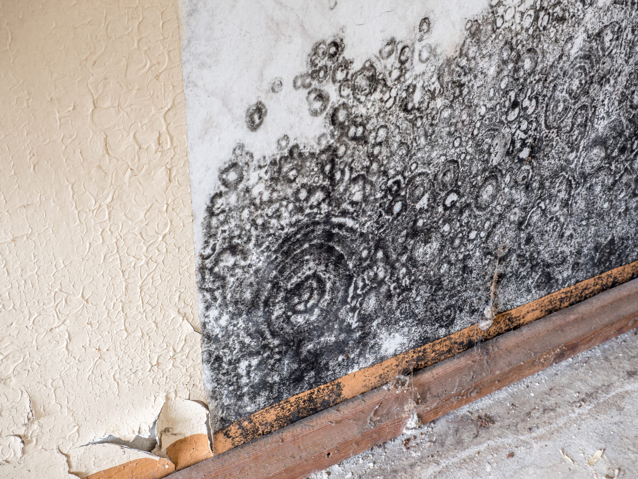 The mold is inside the wall so it can't hurt anybody ... or can it ...